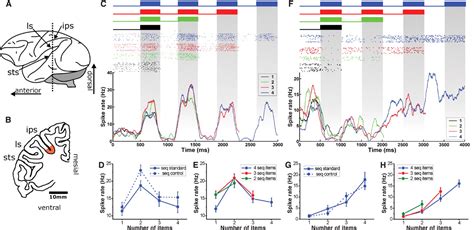Temporal And Spatial Enumeration Processes In The Primate Parietal Cortex Science