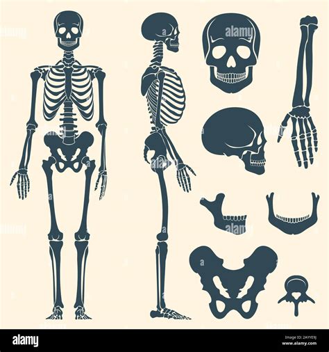 Human Bones Skeleton Silhouette Vector Set Of Bones Illustration