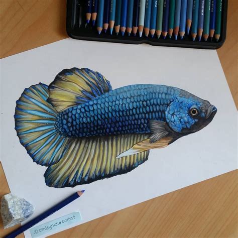 How To Draw A Betta Fish Realistic Gunnels Yesseresels