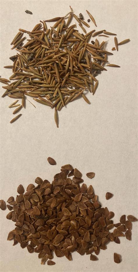 3 Types Of Mahogany Tree Seeds Per Order Randomly Chosen Treeseedman Com Tree Shrub