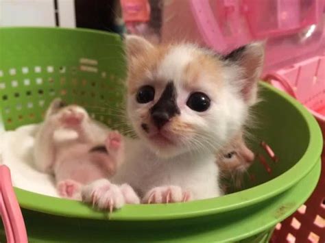 保護団体一覧 保護犬・保護猫の里親募集サイトならomusubiお結び
