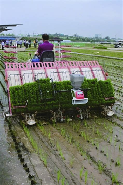 벼농사 생력화이앙동시제초제