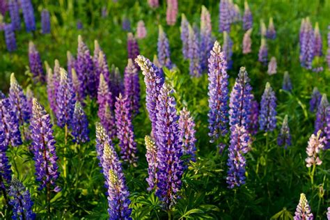 Le Lupin Lupinus Plantation Culture Et Conseils D Entretien