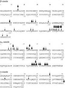 Cleavage Sites Of Peptide Bonds On Bovine β α S1 And κ Casein Download Scientific Diagram