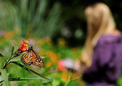 Convertí Tu Jardín En El Hogar De Las Mariposas Que Son Patrimonio