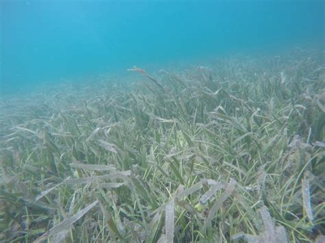 Blue Ventuers Timor Leste A Swim In The Sea Grass Ktuli Photography