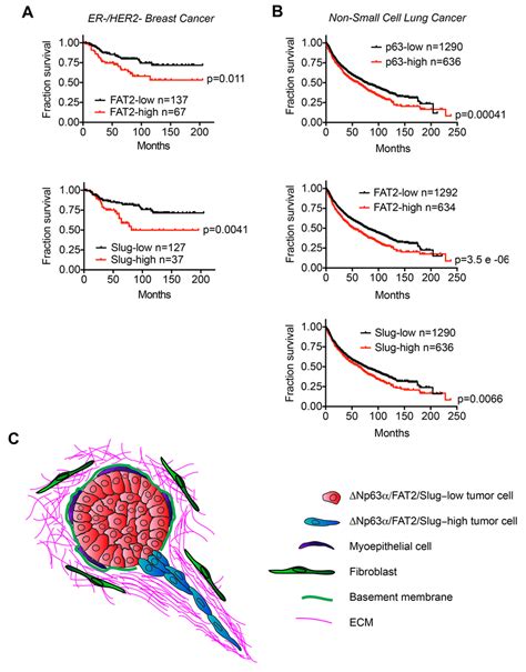 The expression of ΔNp63α FAT2 and Slug correlates with poor patient