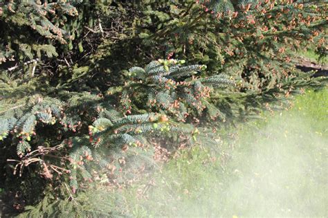 Isabella Conservation District Environmental Education Program Spruce