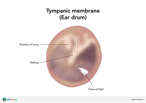 Tympanic Membrane Layers