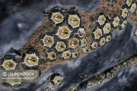 Gray Whale Eschrichtius Robustus With Barnacles And Whale Lice Baja