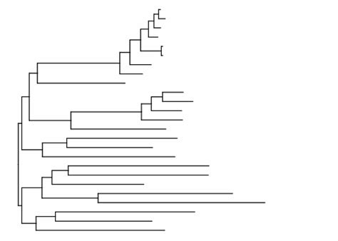 Phylogenetic Trees
