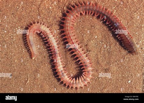 Nereis Virens Parapodia