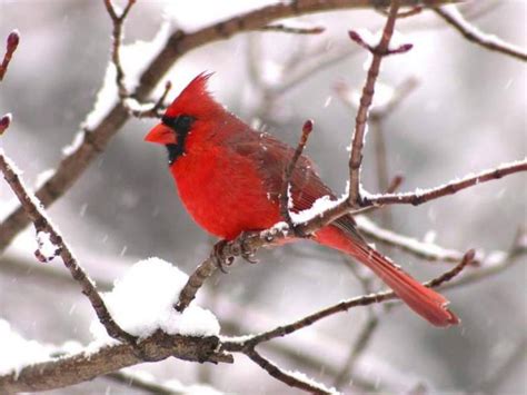 Wild Life Cardinal Wild Birds