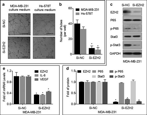 Ezh2 Plays A Role In The Angiogenesis In Tnbc Cells Mda Mb 231 Cells