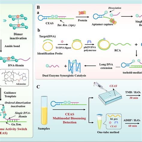 Schematic Diagram Of The Construction Of CEAS And Its Application To