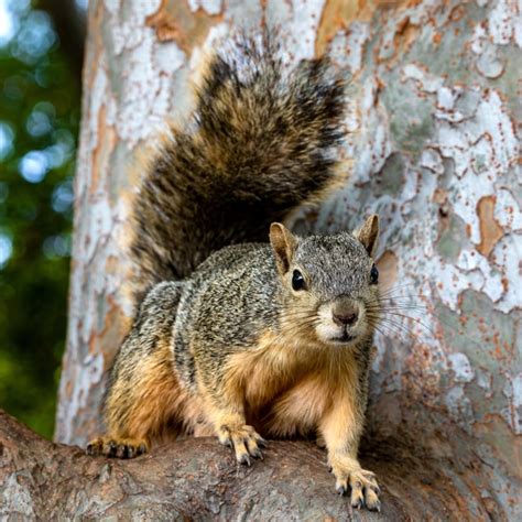 Mother Squirrel R Squirrels