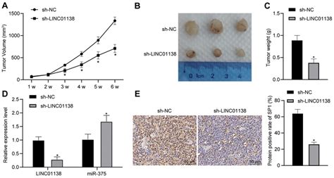 Silencing Linc01138 Inhibits Tumor Growth In Vivo A Tumor Growth