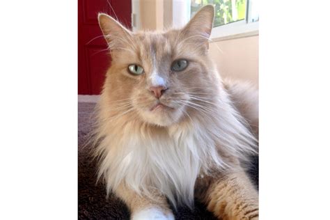 Everything You Need To Know About Orange Maine Coon Cats The