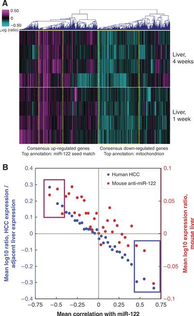 A Seed Matched Genes Are Up Regulated And Mitochondrial Genes Are