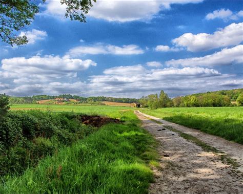 Plants Grass Path And Trees Wallpapers Пейзажи Идеи озеленения Летний