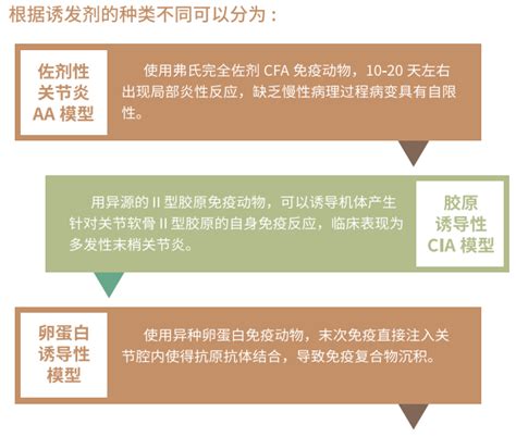 类风湿关节炎RA动物模型 江苏艾菱菲生物科技有限公司