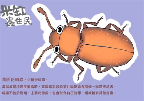 【米缸蟲住民】明信片 梓園碾米工廠