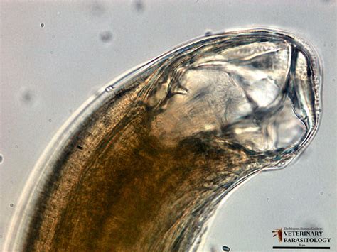 Uncinaria Sp Roundworms Monster Hunters Guide To Veterinary