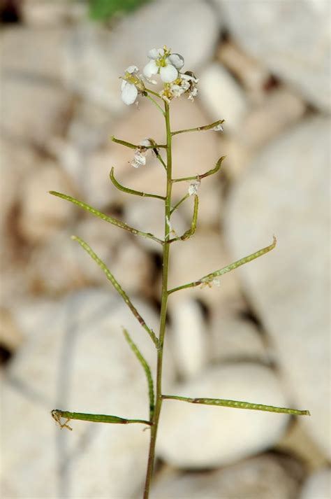 Diplotaxis Erucoides Subsp Erucoides Pallano