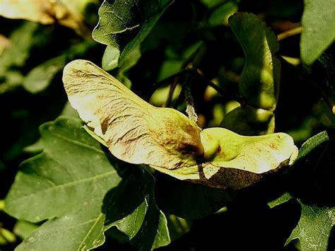Field Maple