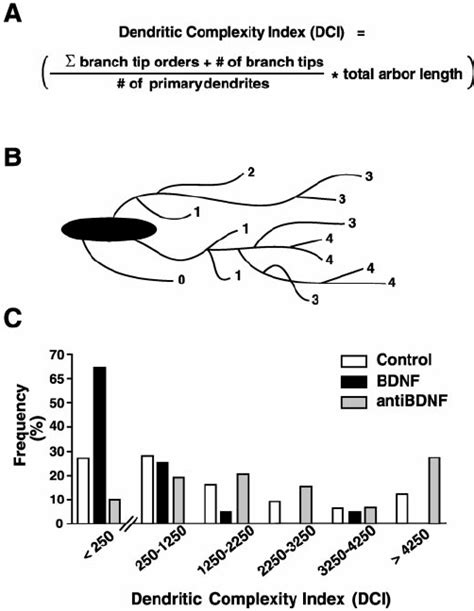 Retinal Neurotrophin Levels Influence Rgc Dendritic Complex Ity In