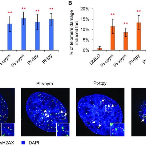 Chromatin Bridge Formation In Ht1080 Cells After Treatment By Pt Tpy