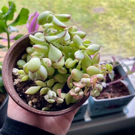 Cotyledon Pendens Trailing Succulent Small Live Plant In 2 4 6
