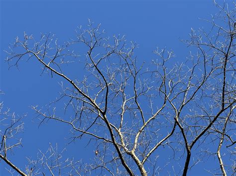 Worm Moon Lunar Eclipse After Midnight