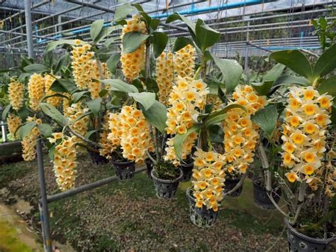 ရွှေနု ၊ မြိတ်ဒေသထွက် ငါးပိ၊ငါးခြောက်၊ ပုဇွန်ခြောက် ရောင်းဝယ်ရေး သူသာပါရင် ထမင်းမြိန်မှာအသေအခ