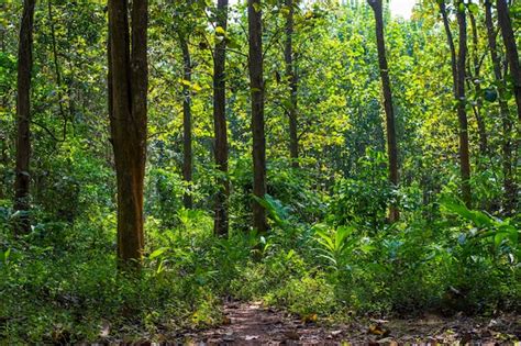 Premium Photo East Java Teak Tree