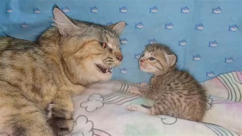 The Scared Kitten Sensed The Danger Of Big Female Cat Poor Kitten