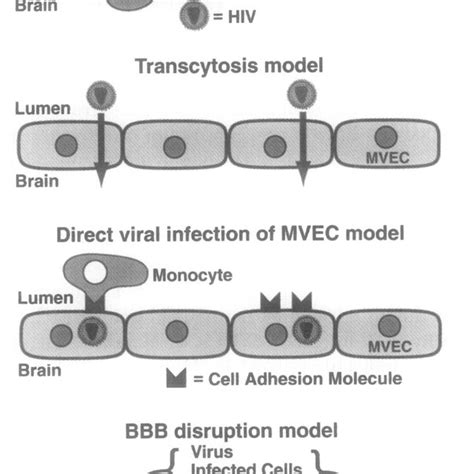 Model For The Generation Of Mvec Tropic Hiv Within Infected Bone