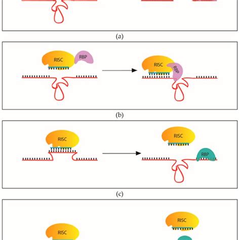 Rna Binding Proteins Can Promote And Inhibit Mirna Action A