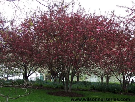 Prairie Fire Crabapple Fall Color