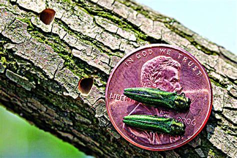 Treat Or Take Down ‘theres No Hope For Ash Trees Dakota Dunes