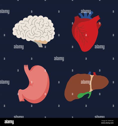 Human Internal Organs Cartoon Anatomy Body Parts Brain And Heart