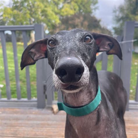 Paddy Dobby Greyhound Protection Uk