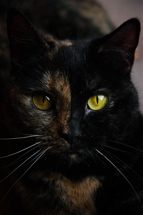 Half Face Tortoise Shell R Torties
