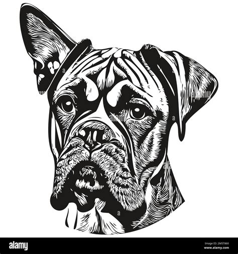 Boxer Dog Cartoon Cut Out Stock Images And Pictures Alamy