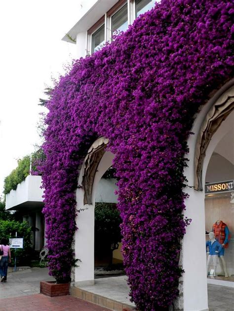 1 65 Graines De Bougainvillier Violet Bougainvillea 5 Graines Par