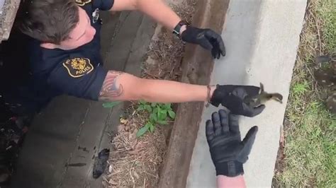 Video Mama Duck Patiently Waits While Officer Rescues 10 Ducklings