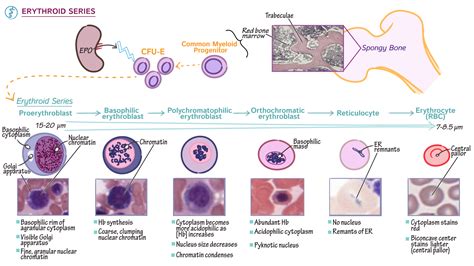 Anatomy And Physiology Histology Of The Erythroid Series Ditki Medical And Biological Sciences