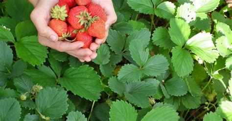 Cuál Es La Planta Que Ayuda A Combatir La Acidez Estomacal Según
