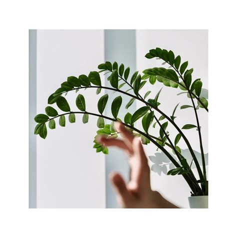 Las Plantas Más Resistentes Al Frío Para Decorar Tu Hogar Citysens
