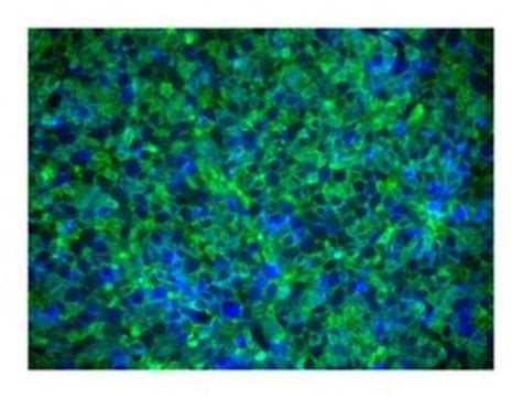 Tra 1 85 Mouse Anti Human Unlabeled Clone Tra 1 85 Bd 100μg
